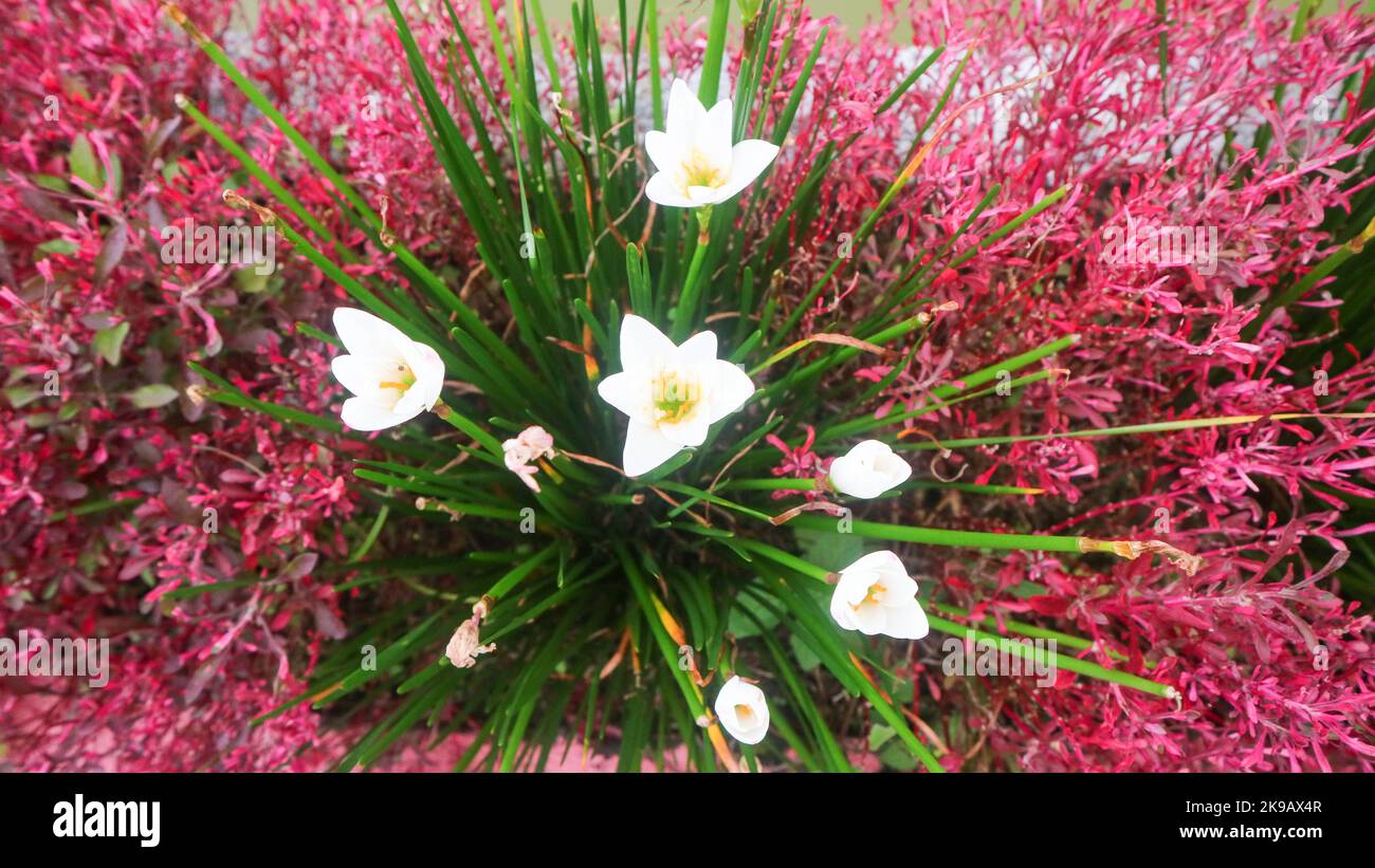 beautiful and amazing Autumn zephyr flower Stock Photo - Alamy