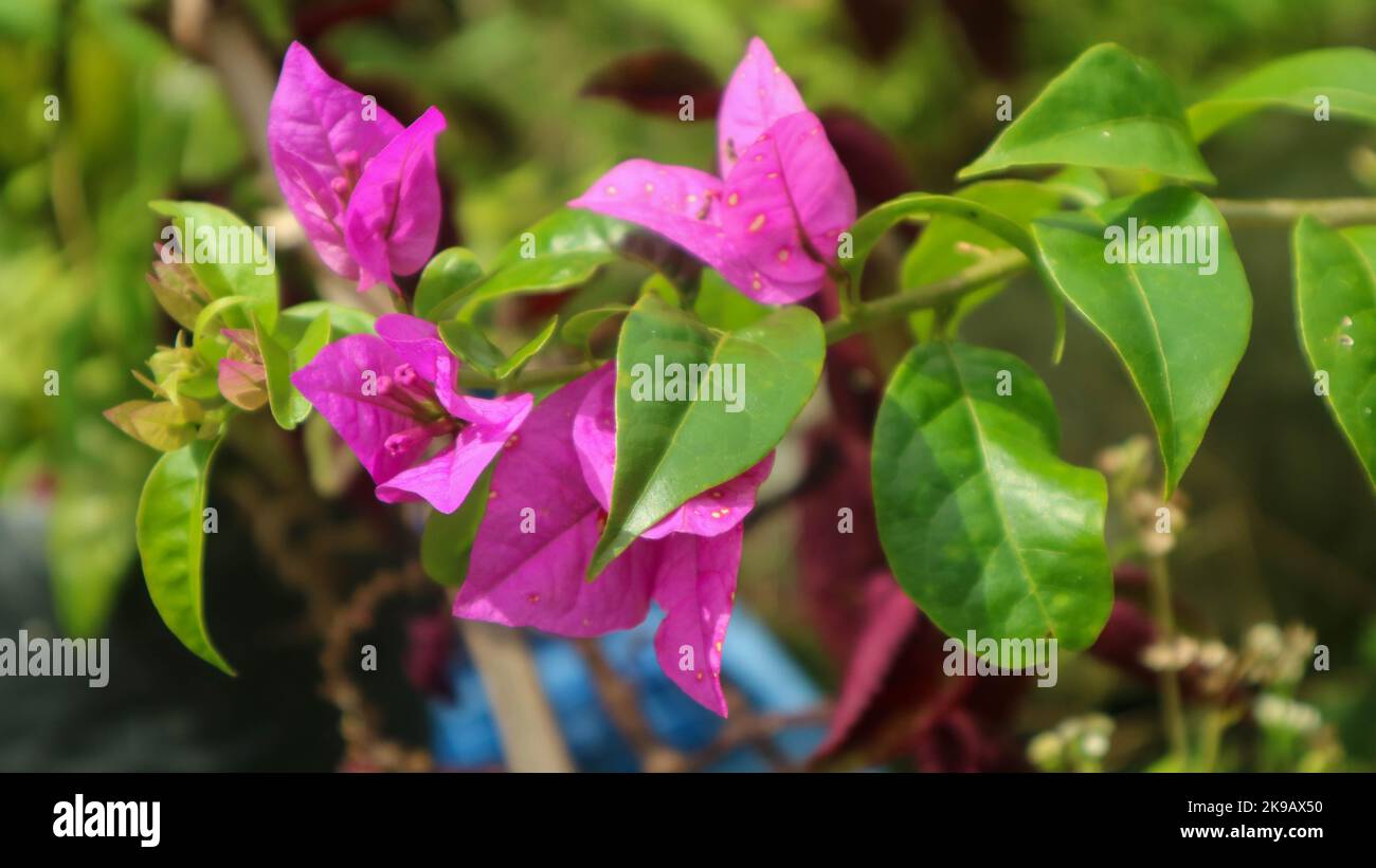 beautiful and amazing pink bougainvillea flowers Stock Photo - Alamy
