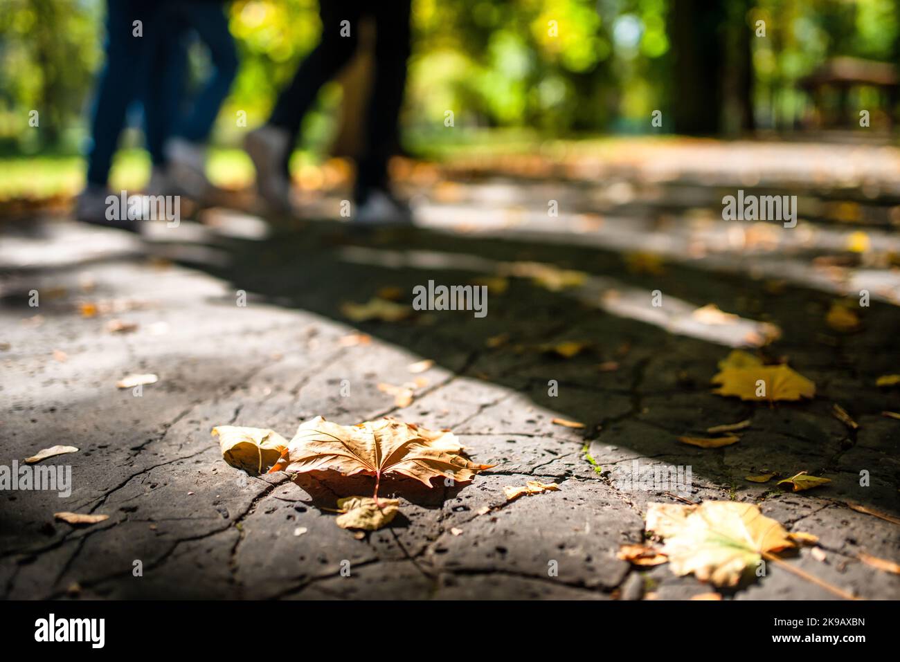 Colorful autumn leaf on the ground in the park and legs of walking ...