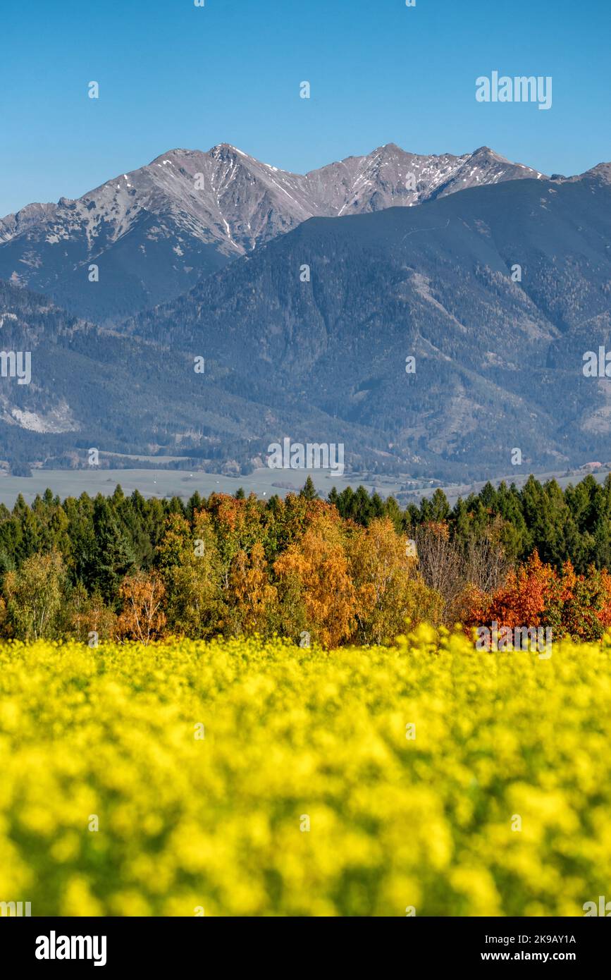 blooming field with yellow flowers and high mountains at background ...