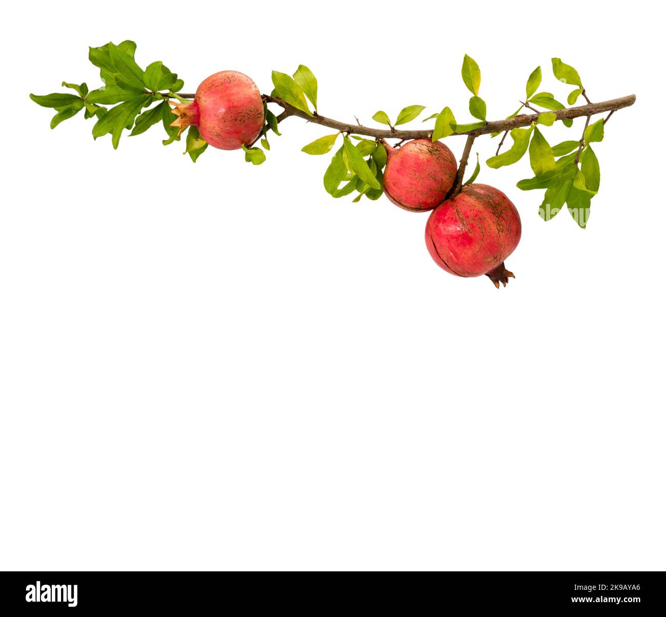 Pomegranate branch with three ripe fruits and leaves isolated on white ...