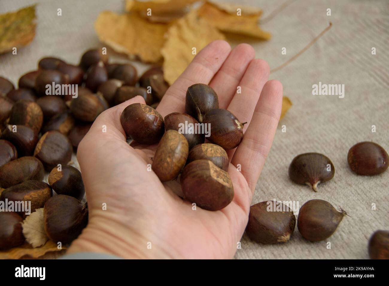 Chestnuts with yellow leaves on a human hand Stock Photo - Alamy