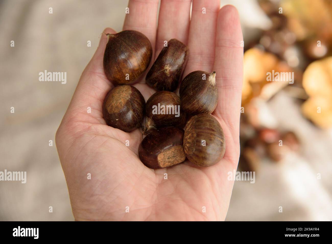 Chestnuts with yellow leaves on a human hand Stock Photo - Alamy