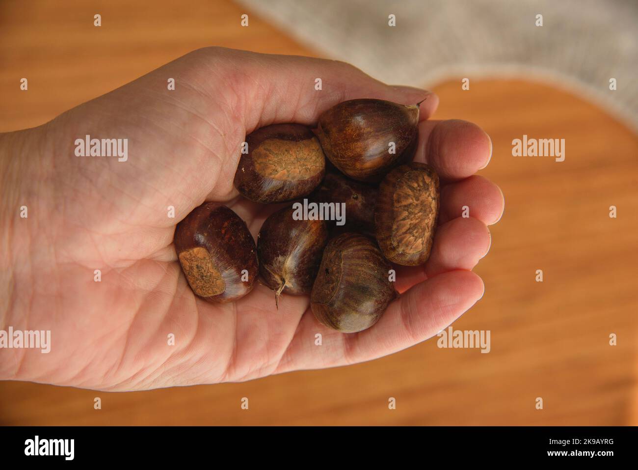 Chestnuts with yellow leaves on a human hand Stock Photo - Alamy