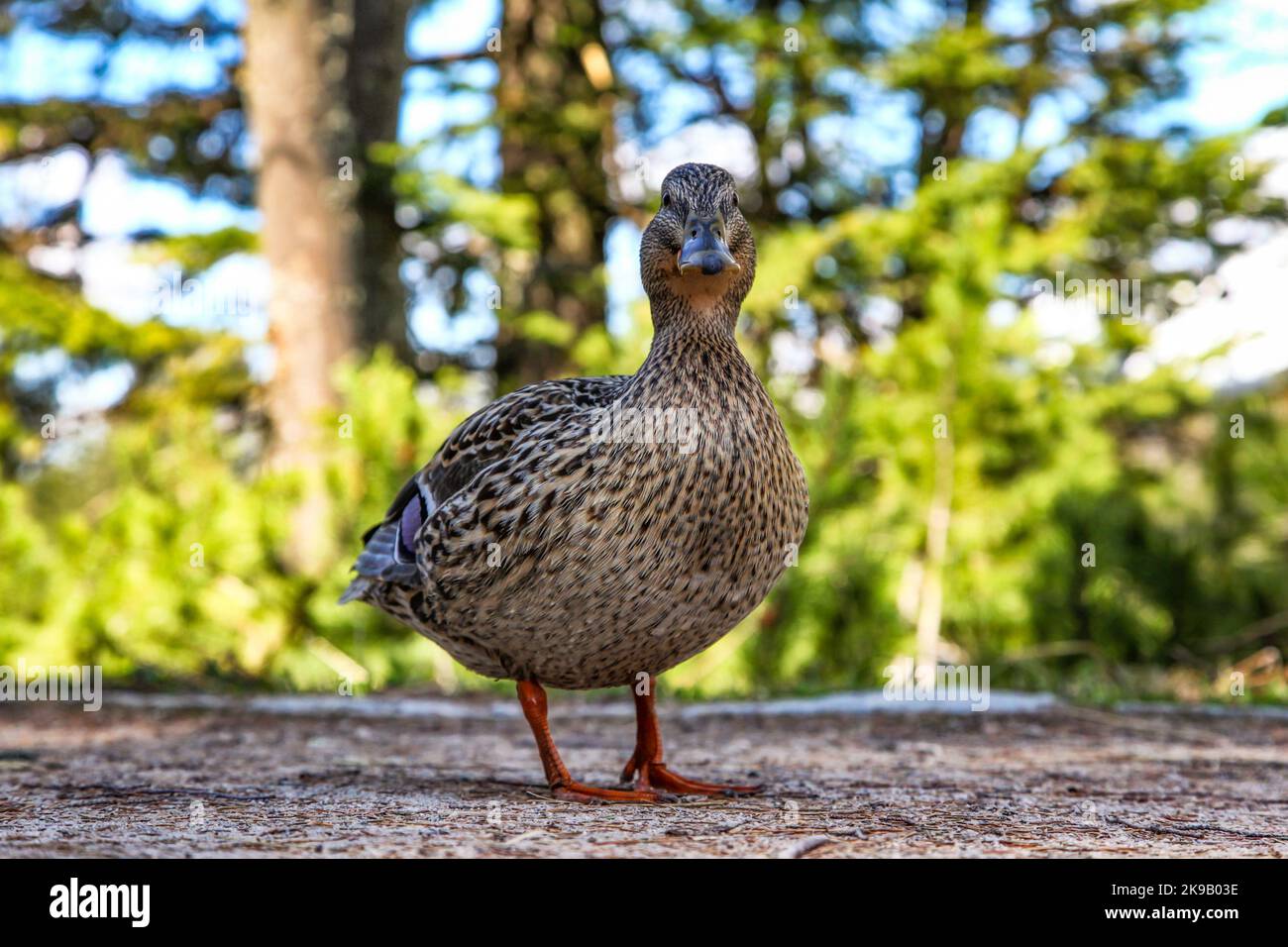 Female duck looking into the camera Stock Photo - Alamy