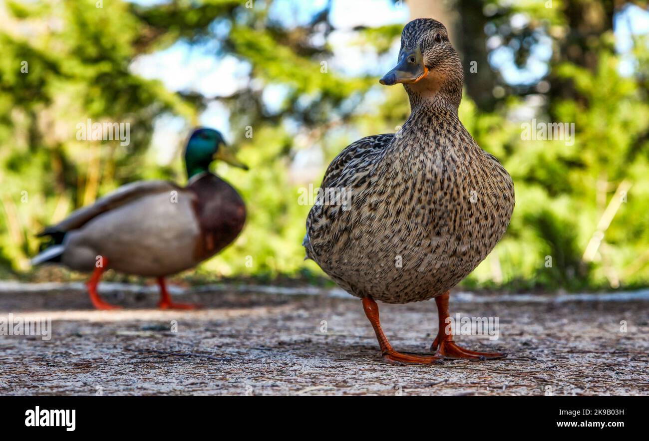 Female duck looking into the camera and male duck at background Stock ...