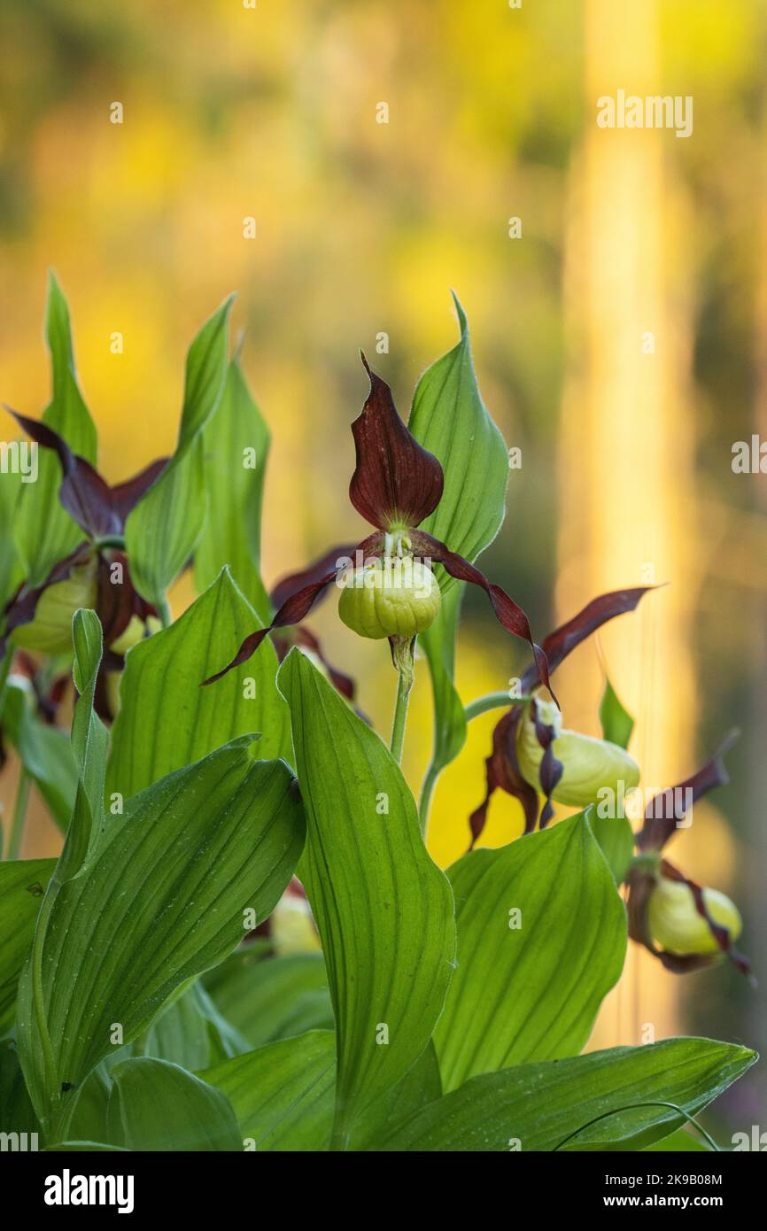 Blooming Lady's-slipper orchid in Estonian boreal forest during an ...