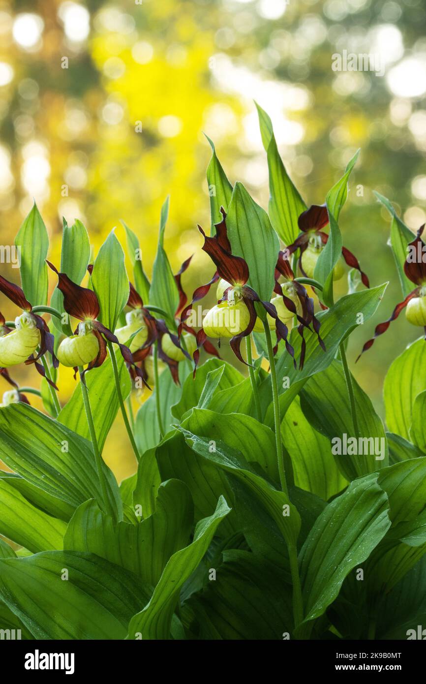 Blooming Lady's-slipper orchid in Estonian boreal forest during an ...