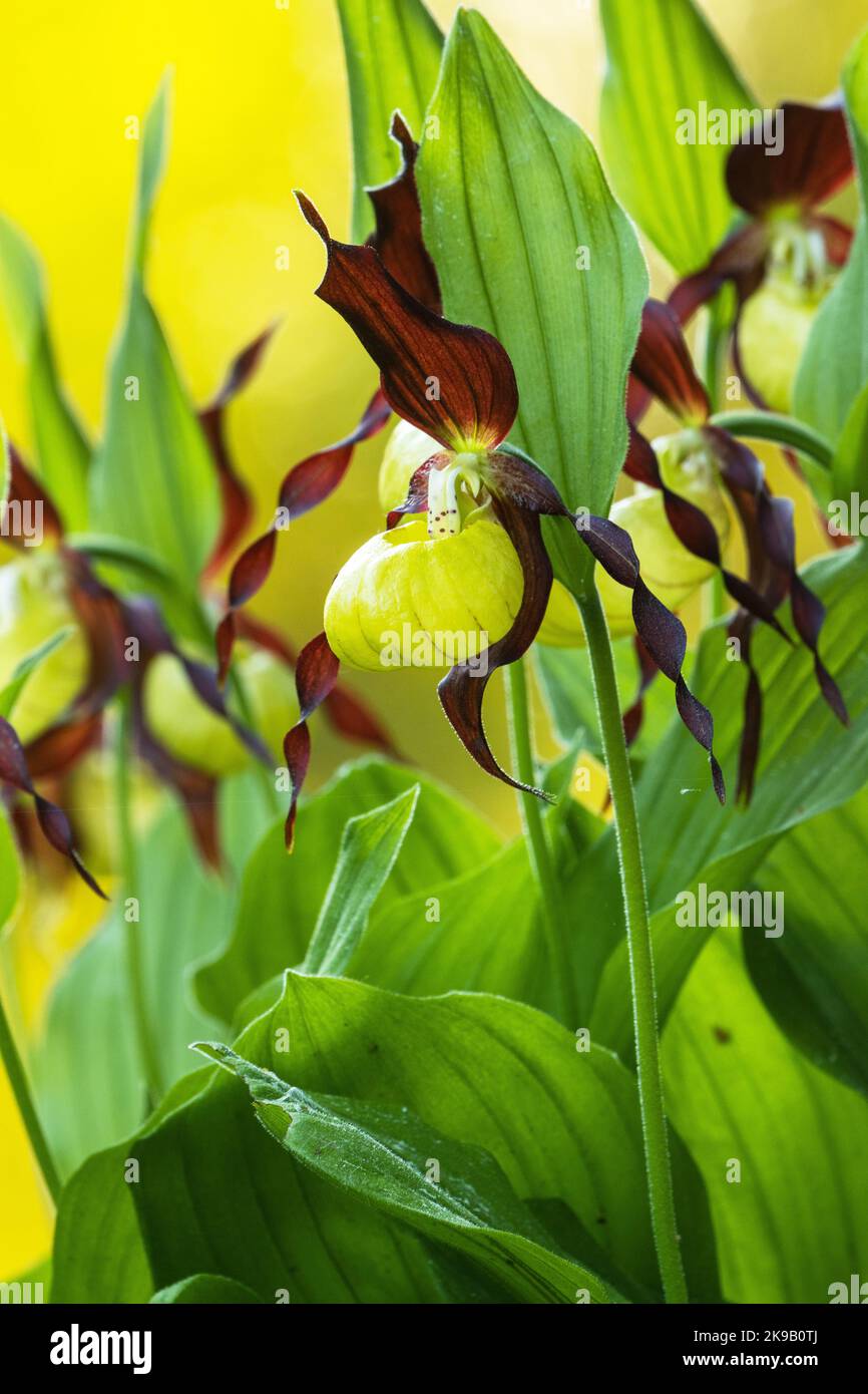 Blooming Lady's-slipper orchid in Estonian boreal forest during an ...