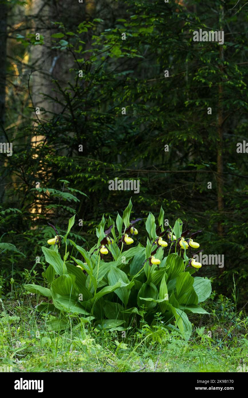 Large shrub of blooming Lady's-slipper orchid in Estonian boreal forest ...