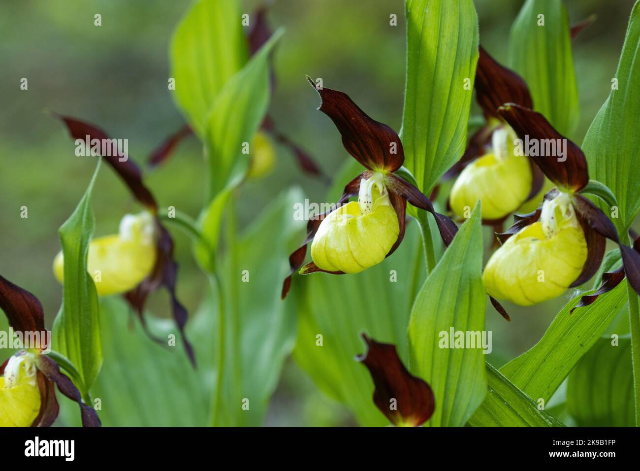 Estonian boreal forest hi-res stock photography and images - Alamy