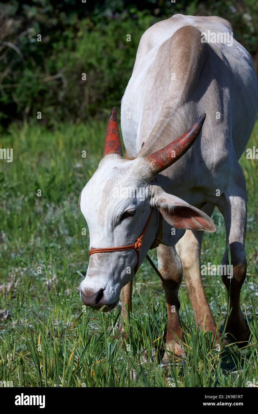 Indian Cow. Indian Landscapes, na, India. Architect: na , 2020 Stock ...