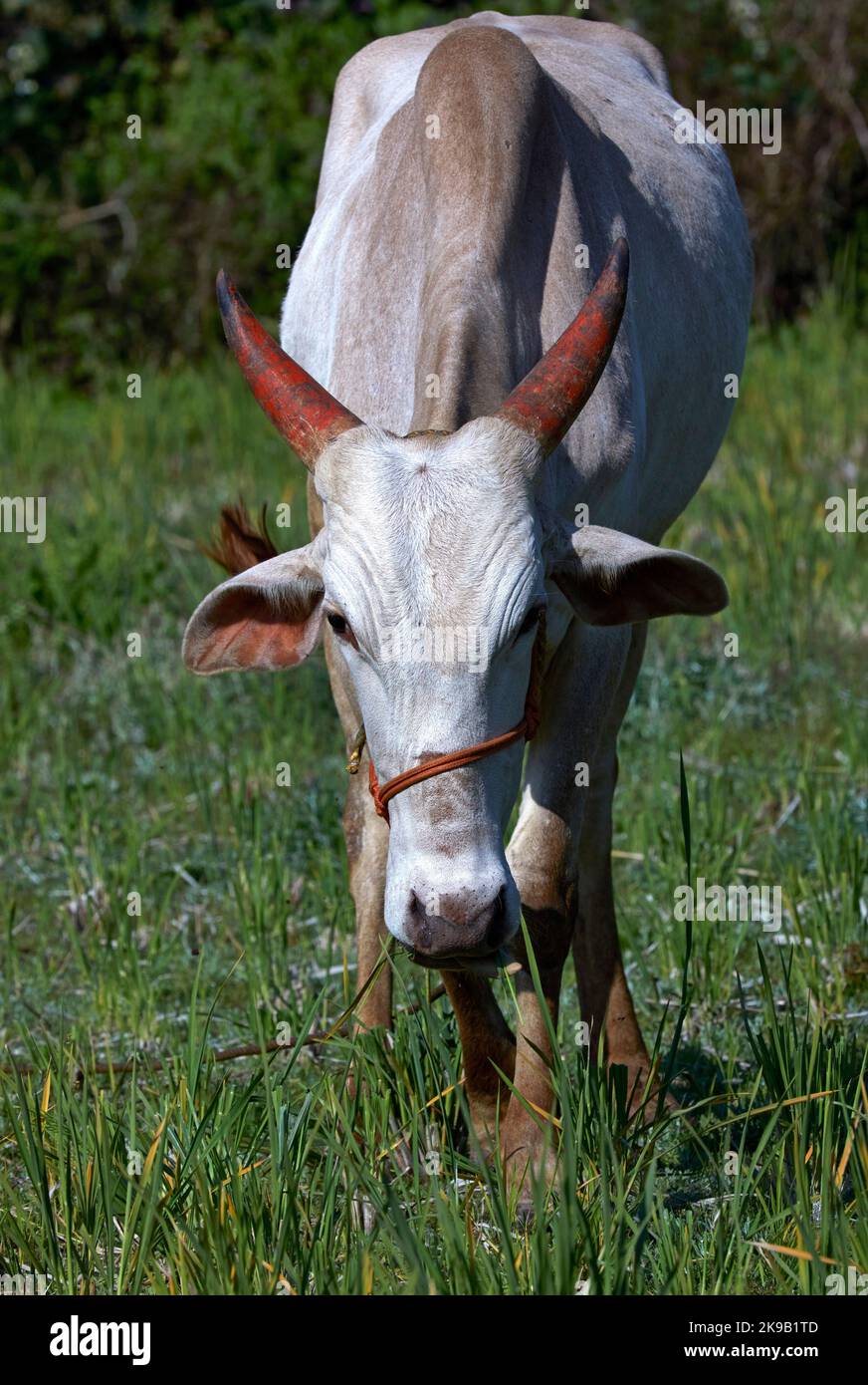 Indian Cow. Indian Landscapes, na, India. Architect: na , 2020 Stock ...