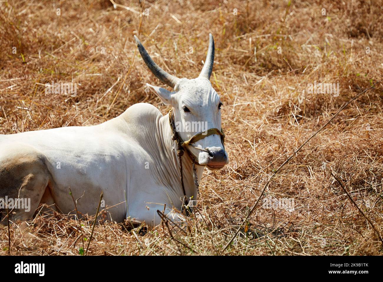 Cow. Indian Landscapes, na, India. Architect: na , 2020 Stock Photo - Alamy