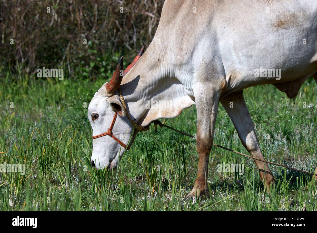 Indian Cow. Indian Landscapes, na, India. Architect: na , 2020 Stock ...