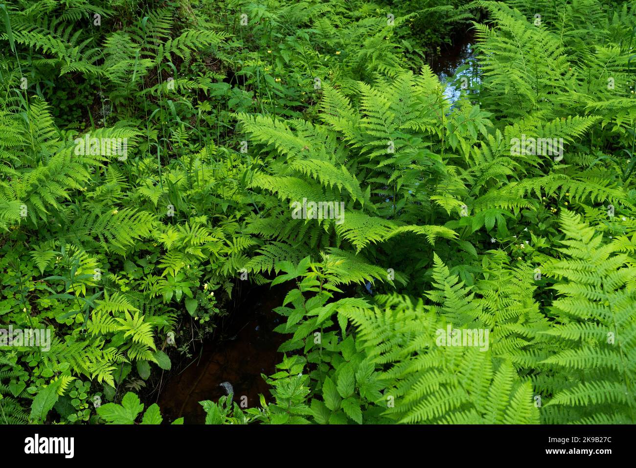 Lush and fresh Ferns growing in a summery boreal forest in Estonia ...
