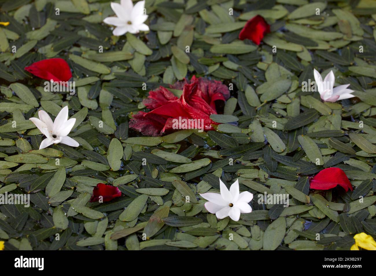 Decorative water feature. Indian Landscapes, na, India. Architect: na ...