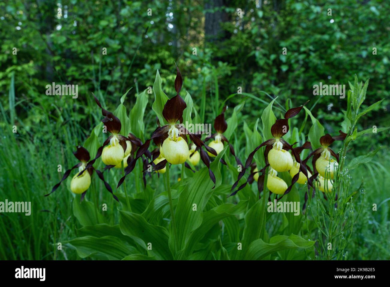 Large shrub of blooming Lady's-slipper orchid in Estonian boreal forest ...