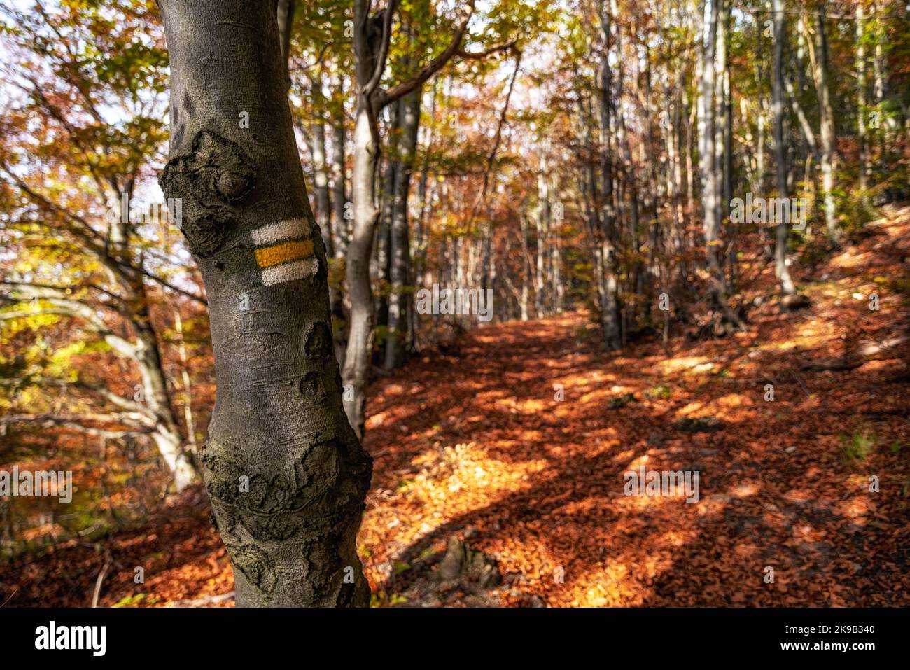 Yellow sign on tree hi-res stock photography and images - Alamy