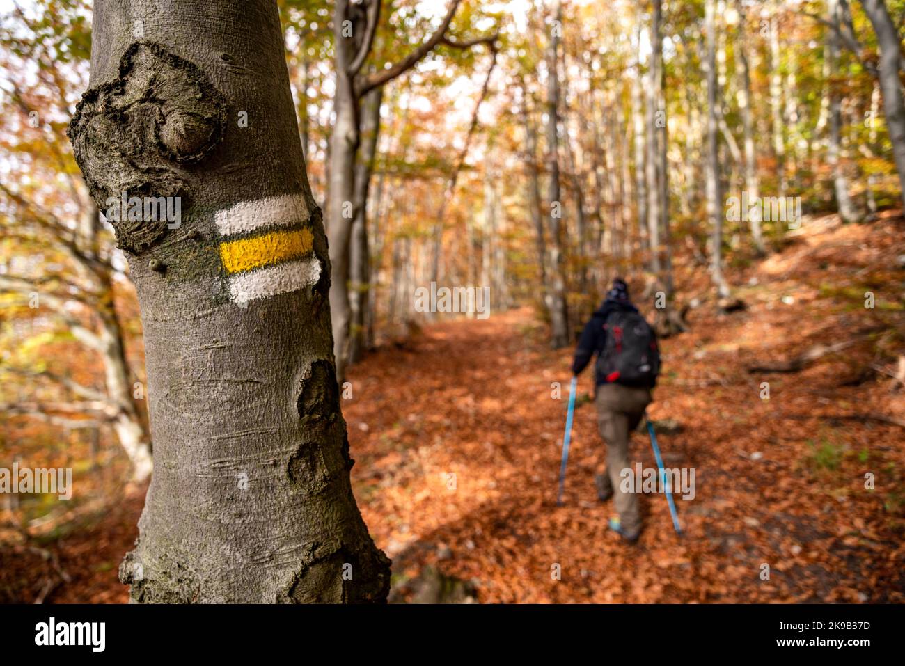 Tree with direction sign for hiker hi-res stock photography and images ...