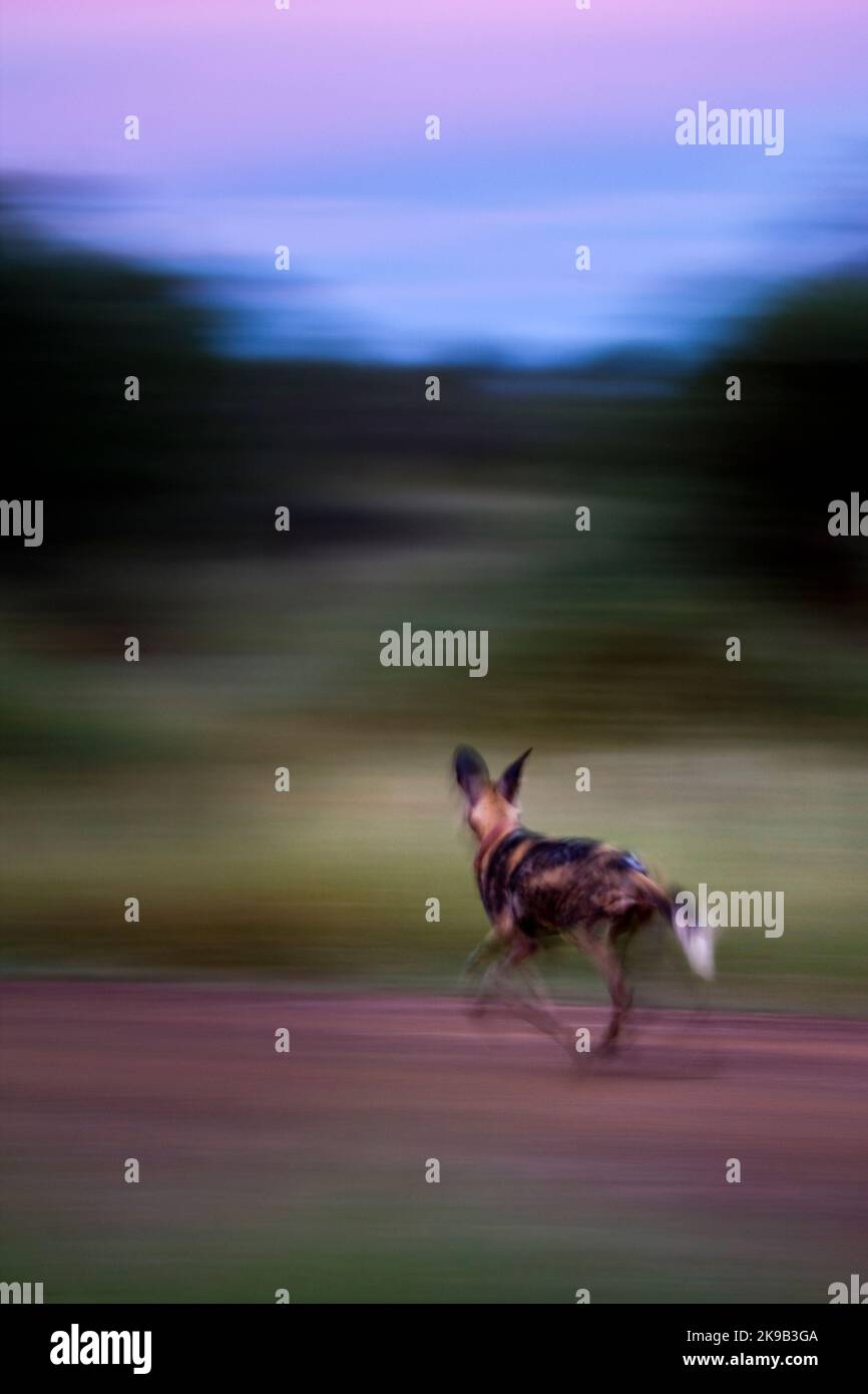 Wild Dog (Lycaon pictus) running (blur for visual effect). Madikwe Game ...