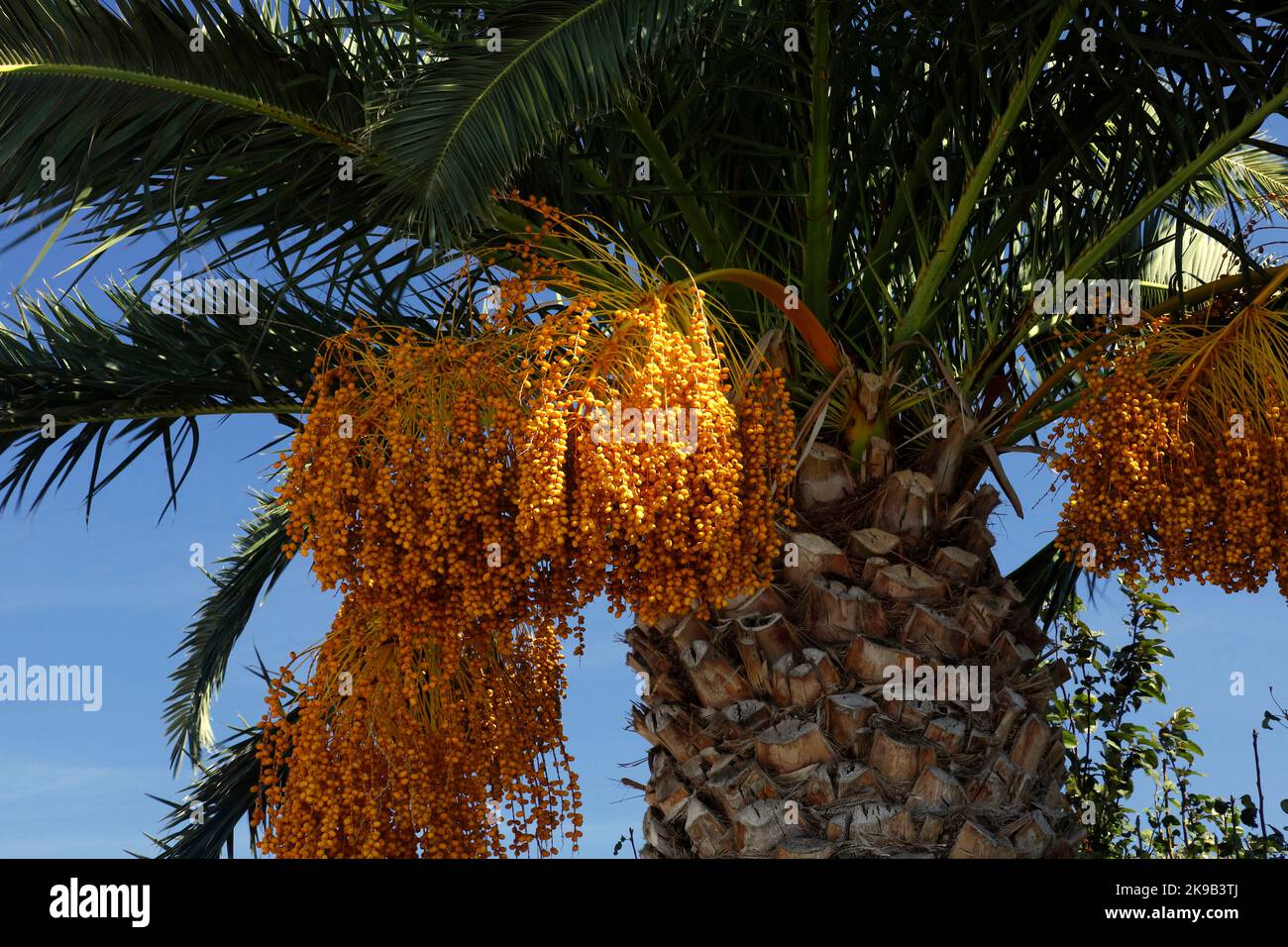 Phoenix dactylifera - Date palms with large bunches of ripeniing dates ...