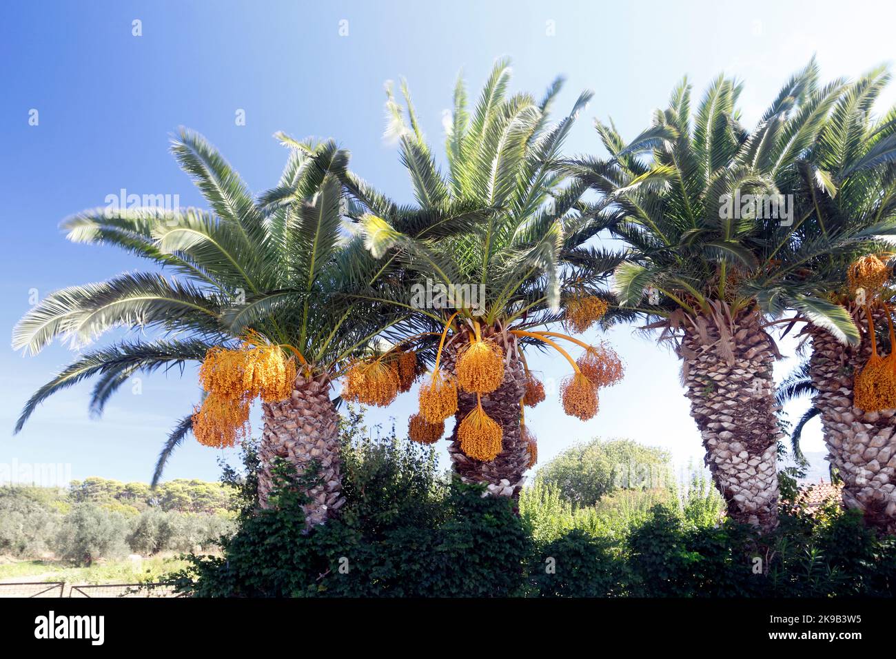 Phoenix dactylifera - Date palms with large bunches of ripening dates ...