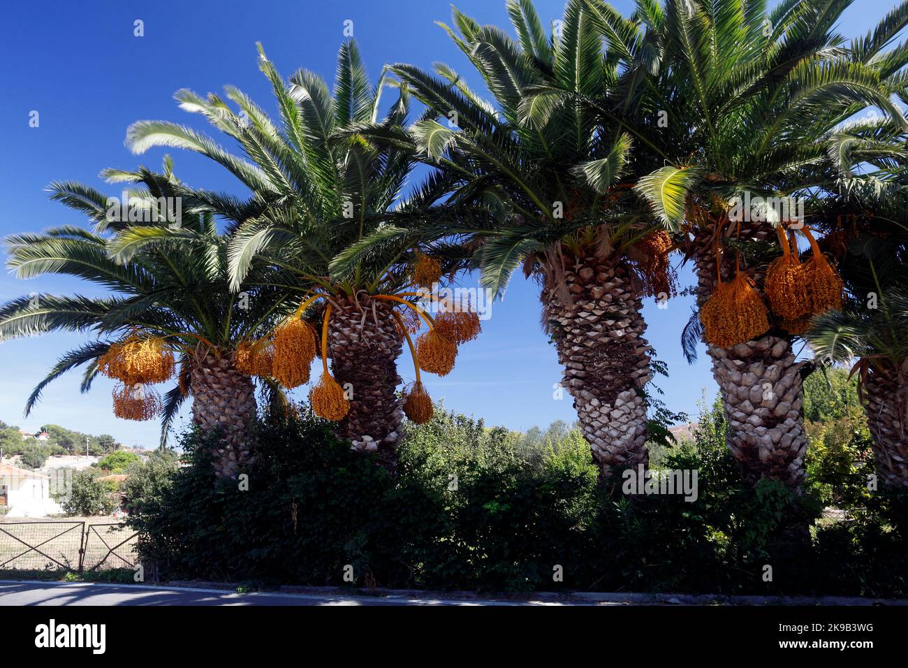 Phoenix dactylifera - Date palms with large bunches of ripeniing dates ...