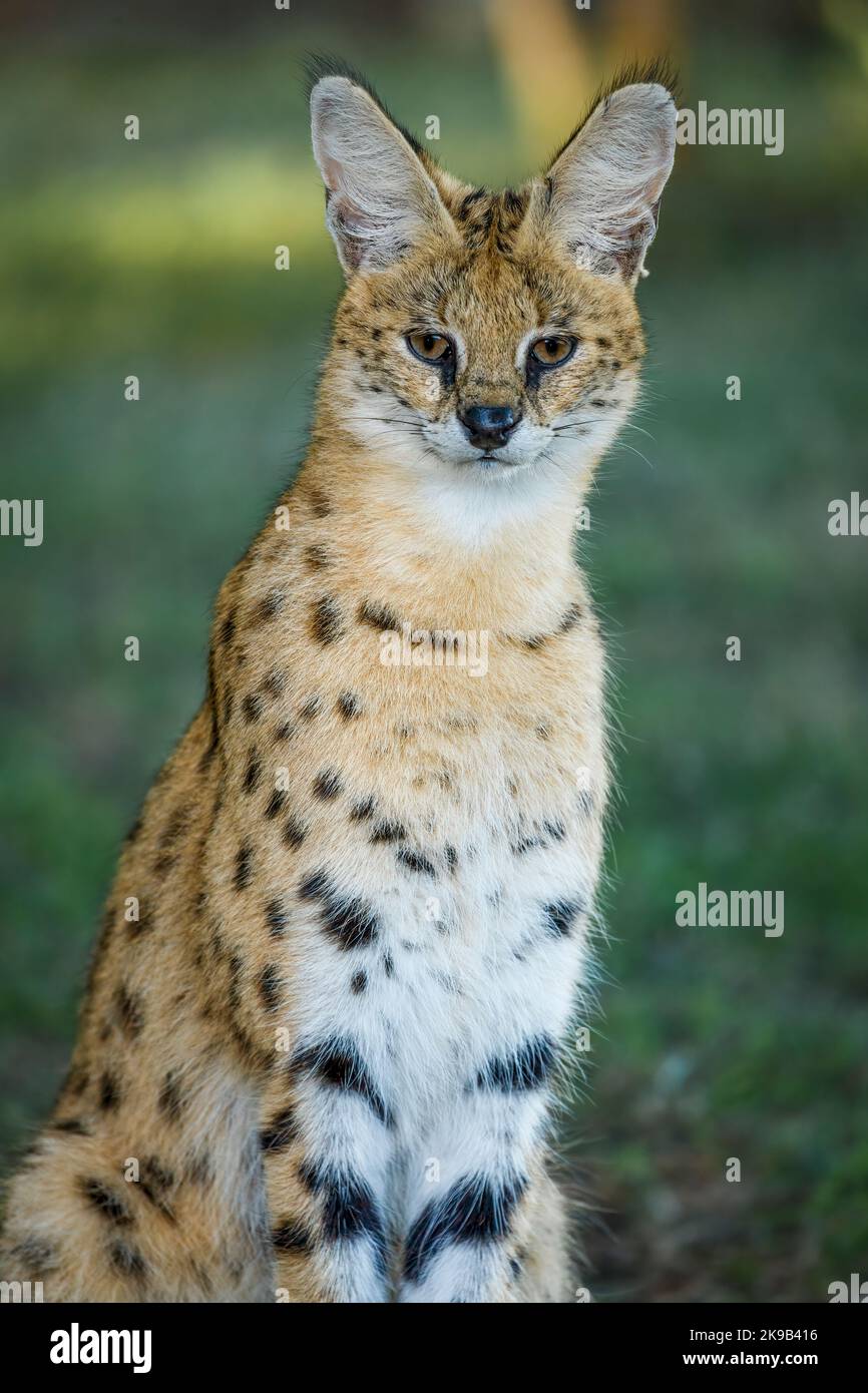 Serval animal carnivore hi-res stock photography and images - Alamy
