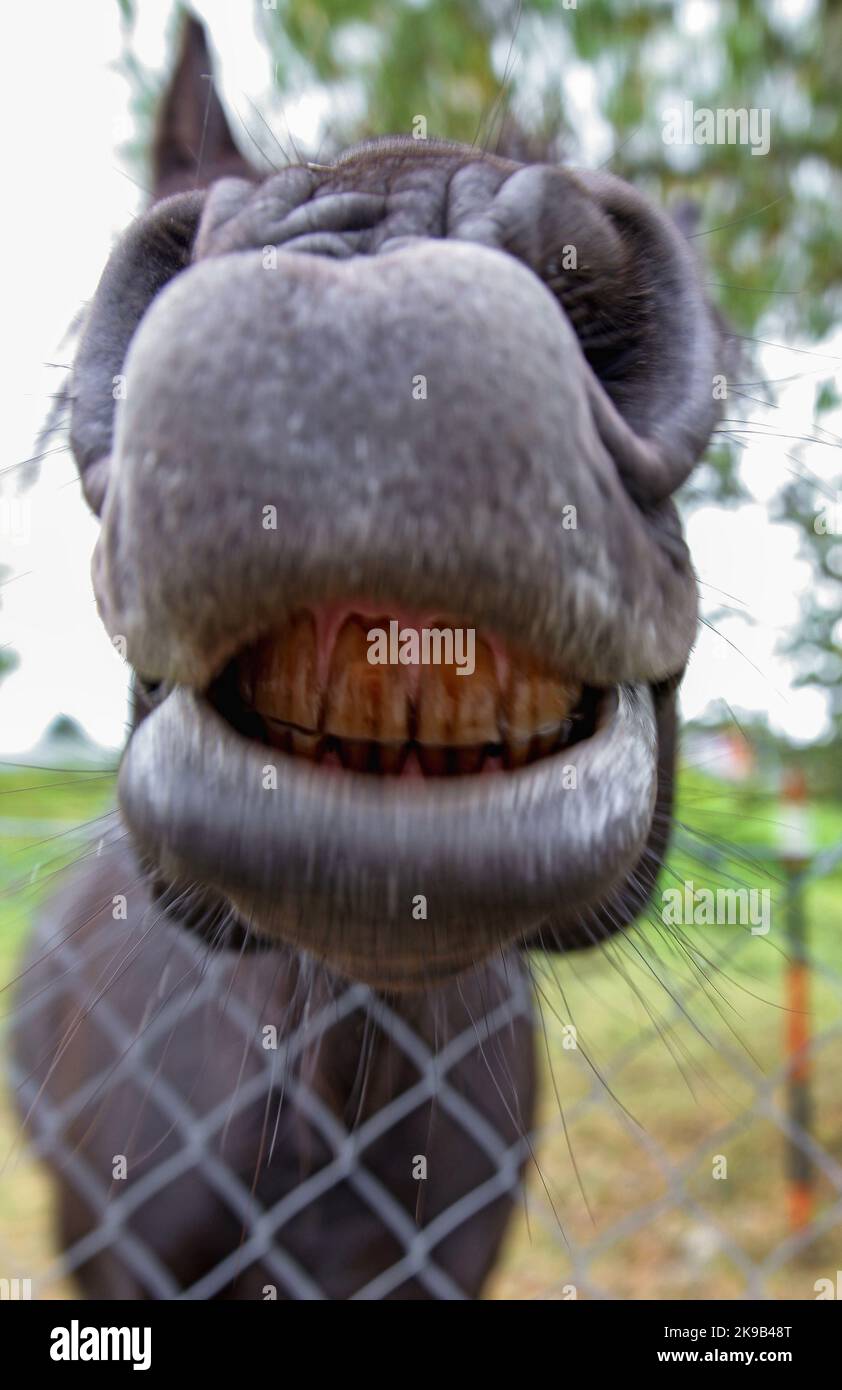 Open horse mouth with big teeth Stock Photo - Alamy