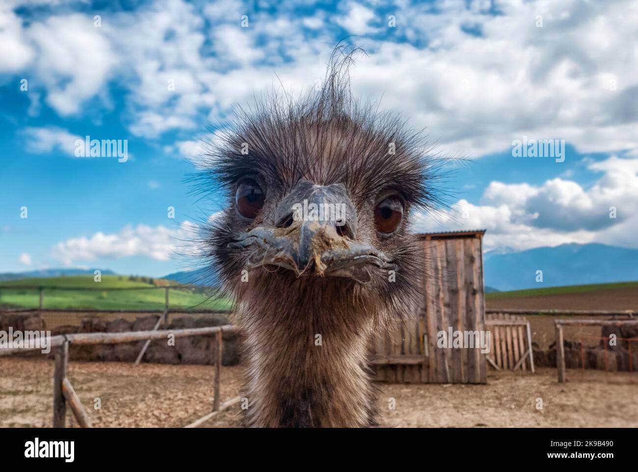 Funny Ostrich Face