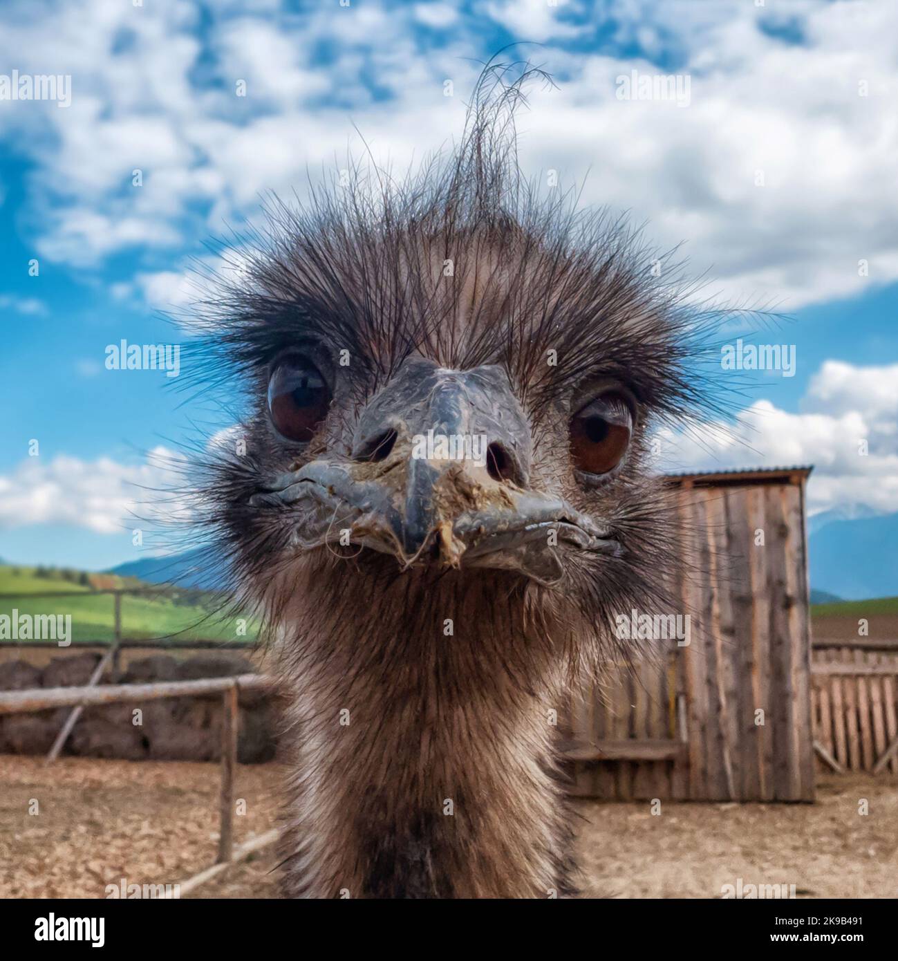 Funny and curious hi-res stock photography and images - Alamy