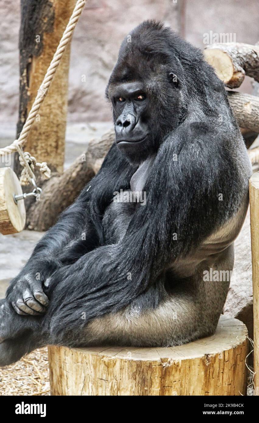 Sitting big boss black gorilla in zoo with smart look Stock Photo - Alamy