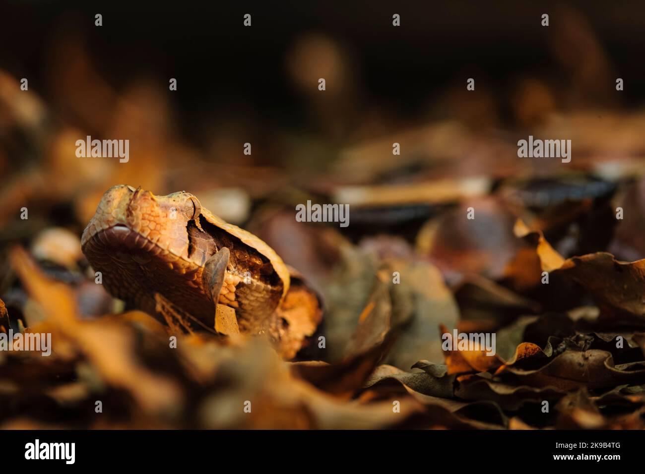 Gaboon Adder (Bitis gabonica) camouflaged amongst forest leaf litter ...