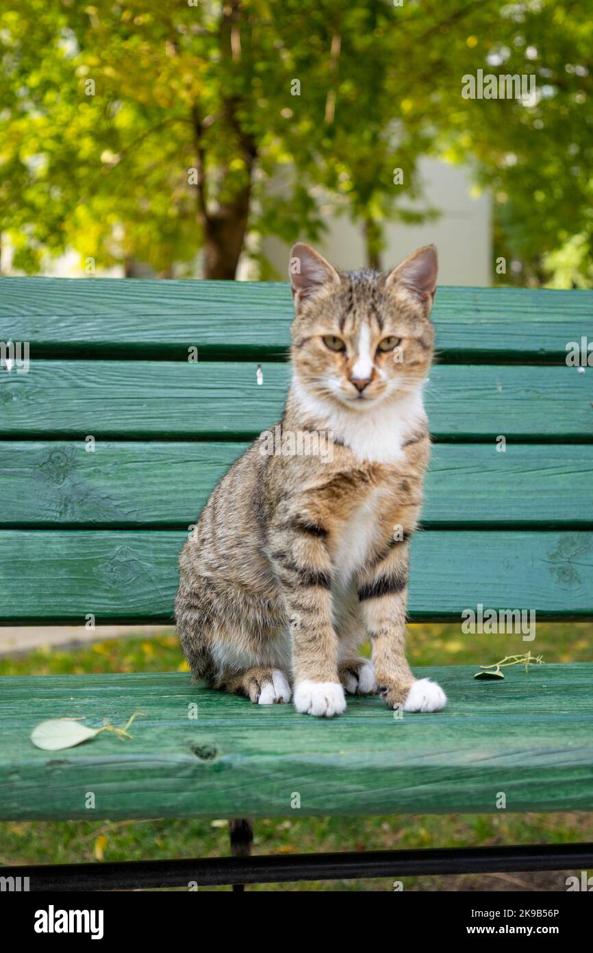 Beautiful cat sitting on the bench Stock Photo - Alamy