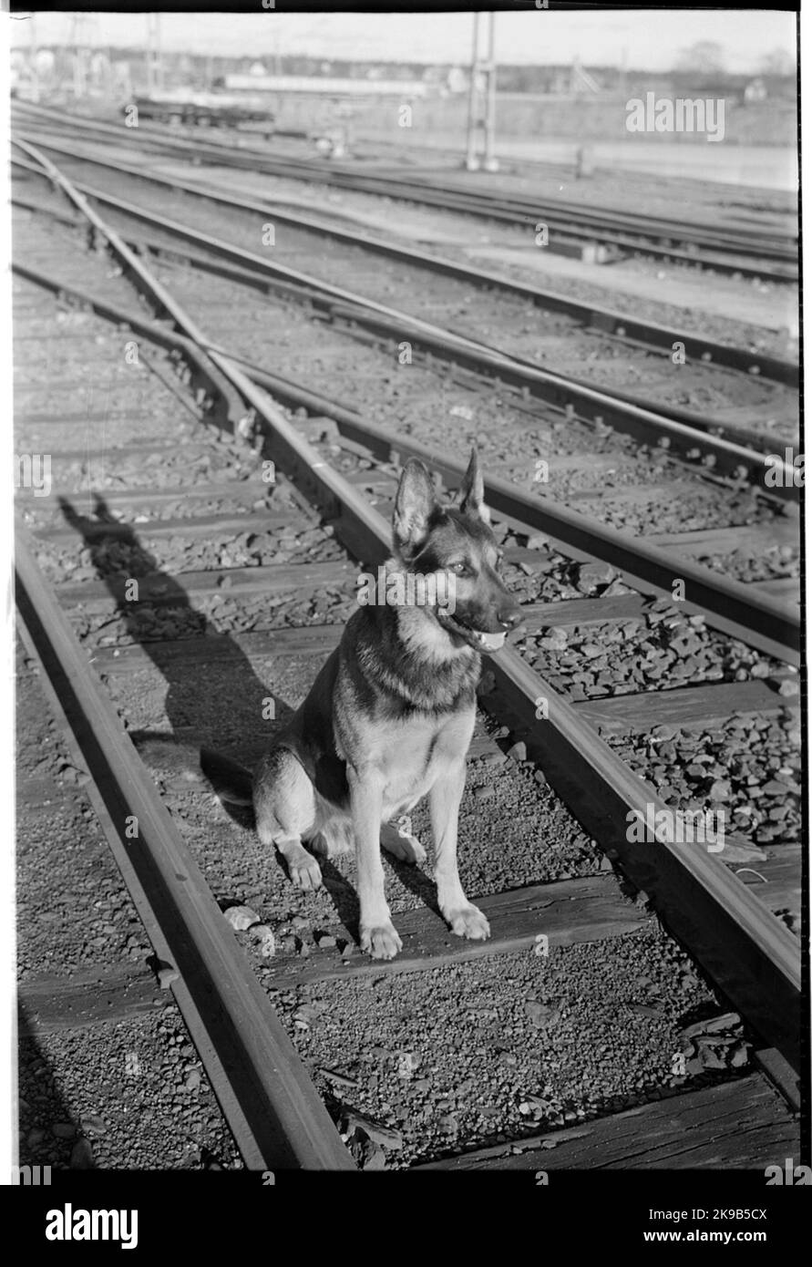 Swedish shepherd hi-res stock photography and images - Alamy