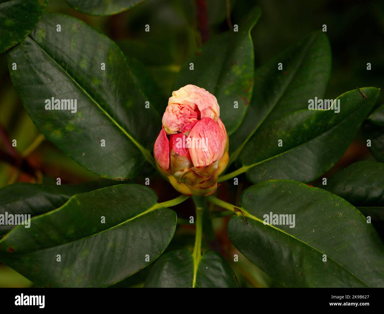 Close up of multi coloured flower bud of the early flowering evergreen ...