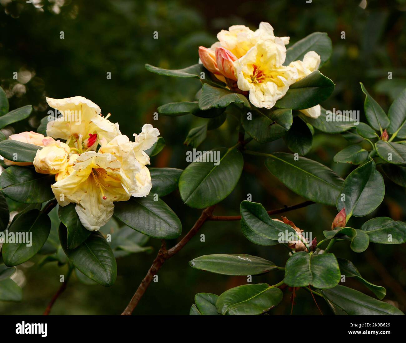 Close up of flower heads of the yellow early flowering evergreen ...