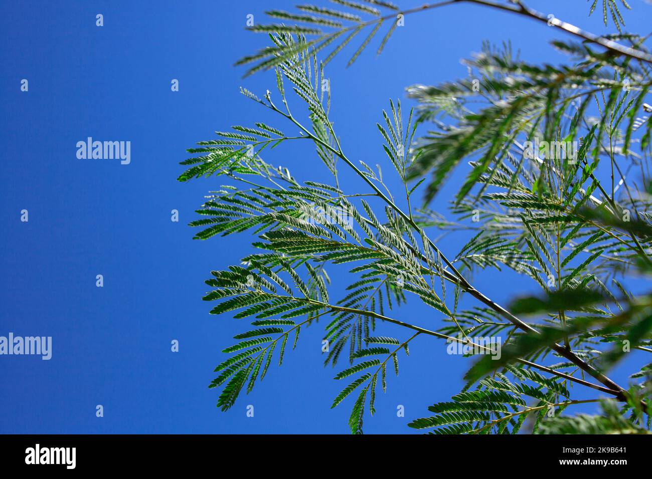 Foliage of Albizia julibrissin against blue sky close up. Albizia ...