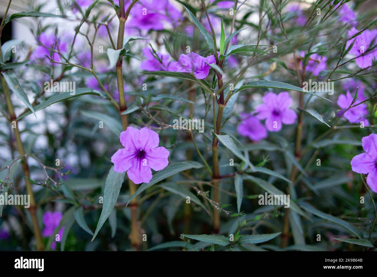 pink flowers of Ruellia simplex, Mexican petunia, Mexican bluebell ...