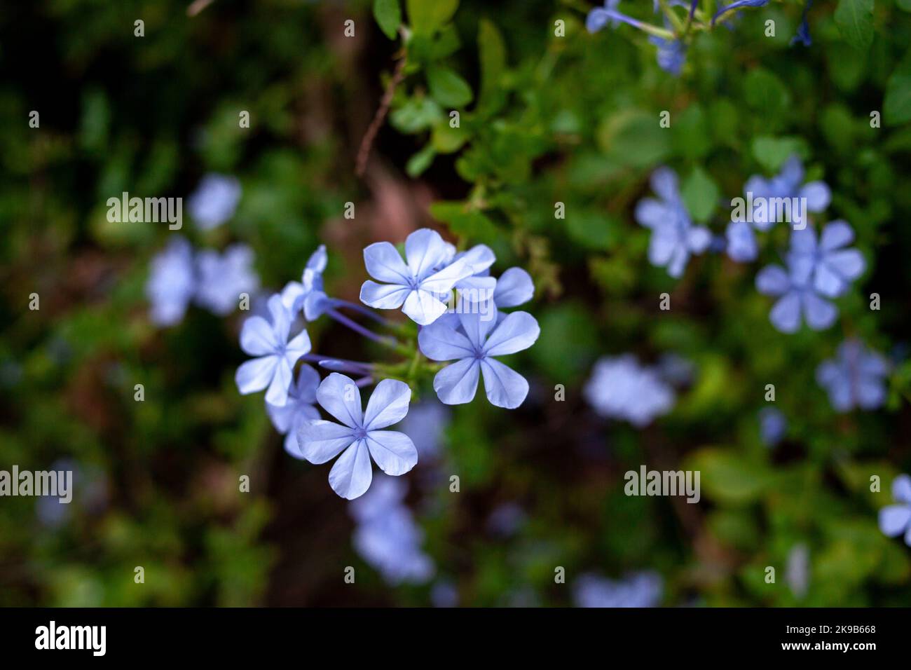 Plumbago auriculata. Cape leadwort. Cape leadwort in the garden. Blue ...