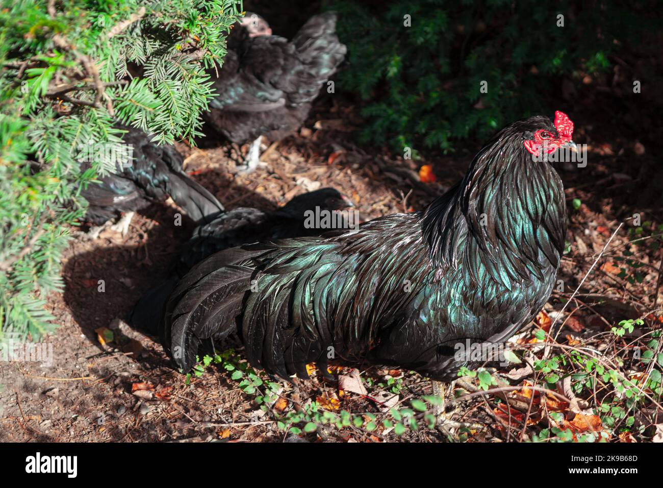 Black rooster , domestic bird with black feathers Stock Photo - Alamy