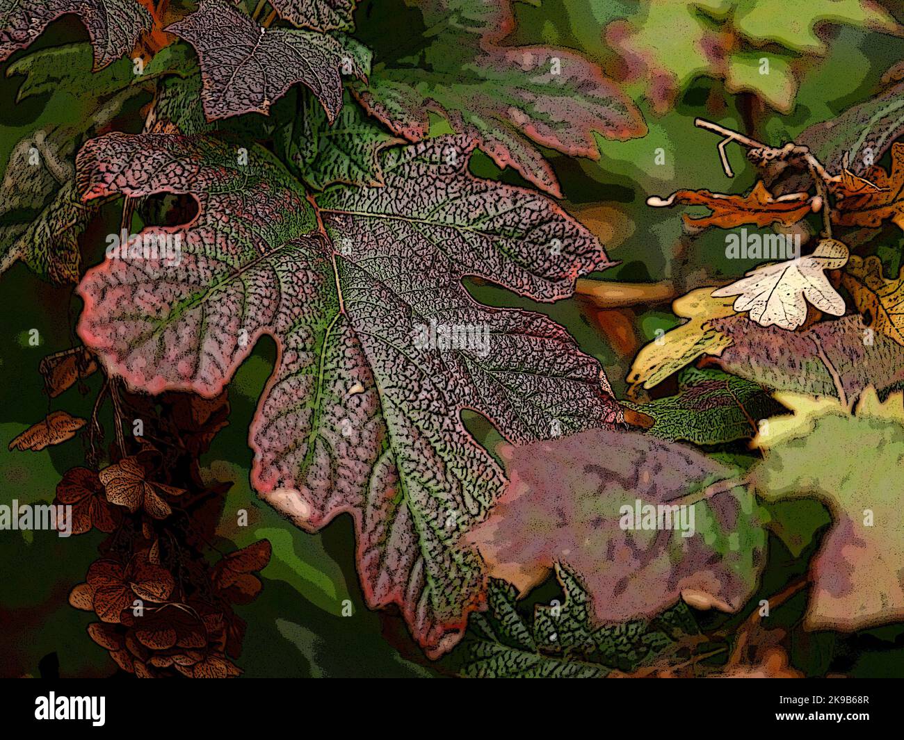 Illustration of red bronze the oak-leaved shaped leaf of the deciduous ...