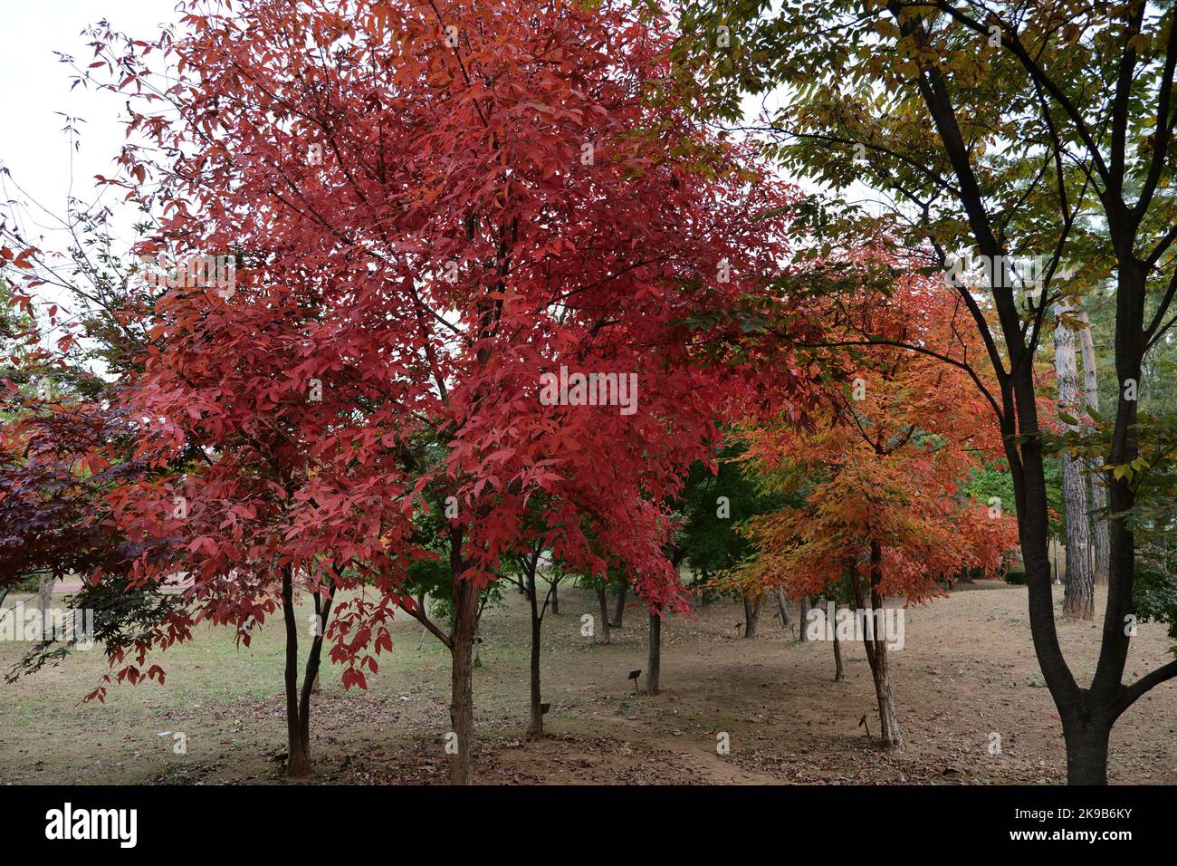 autumn maple tree Stock Photo - Alamy