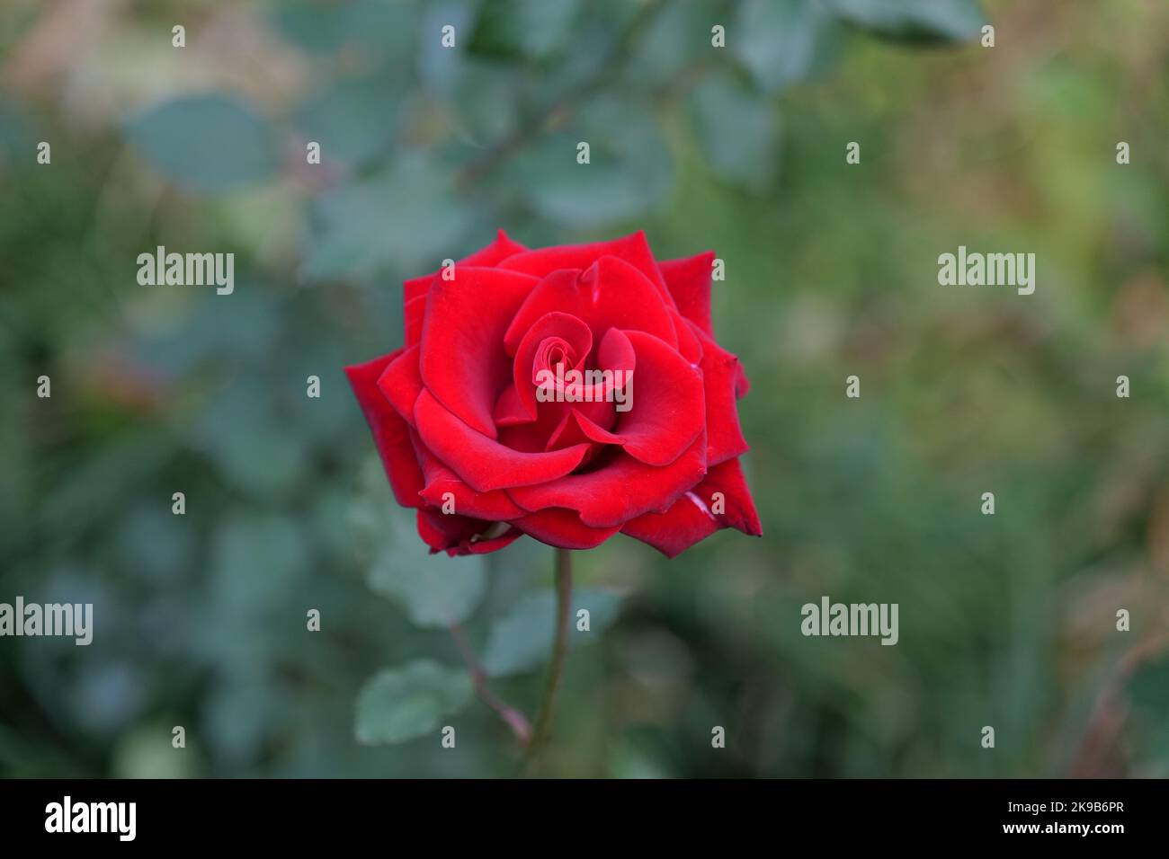 Autumn roses hi-res stock photography and images - Alamy