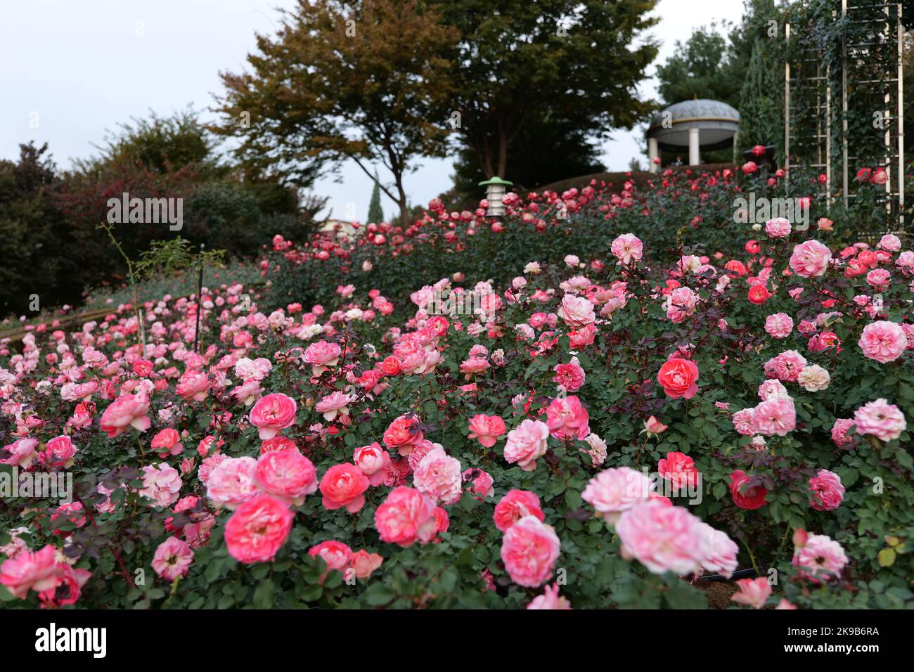 Field red purple roses hi-res stock photography and images - Alamy