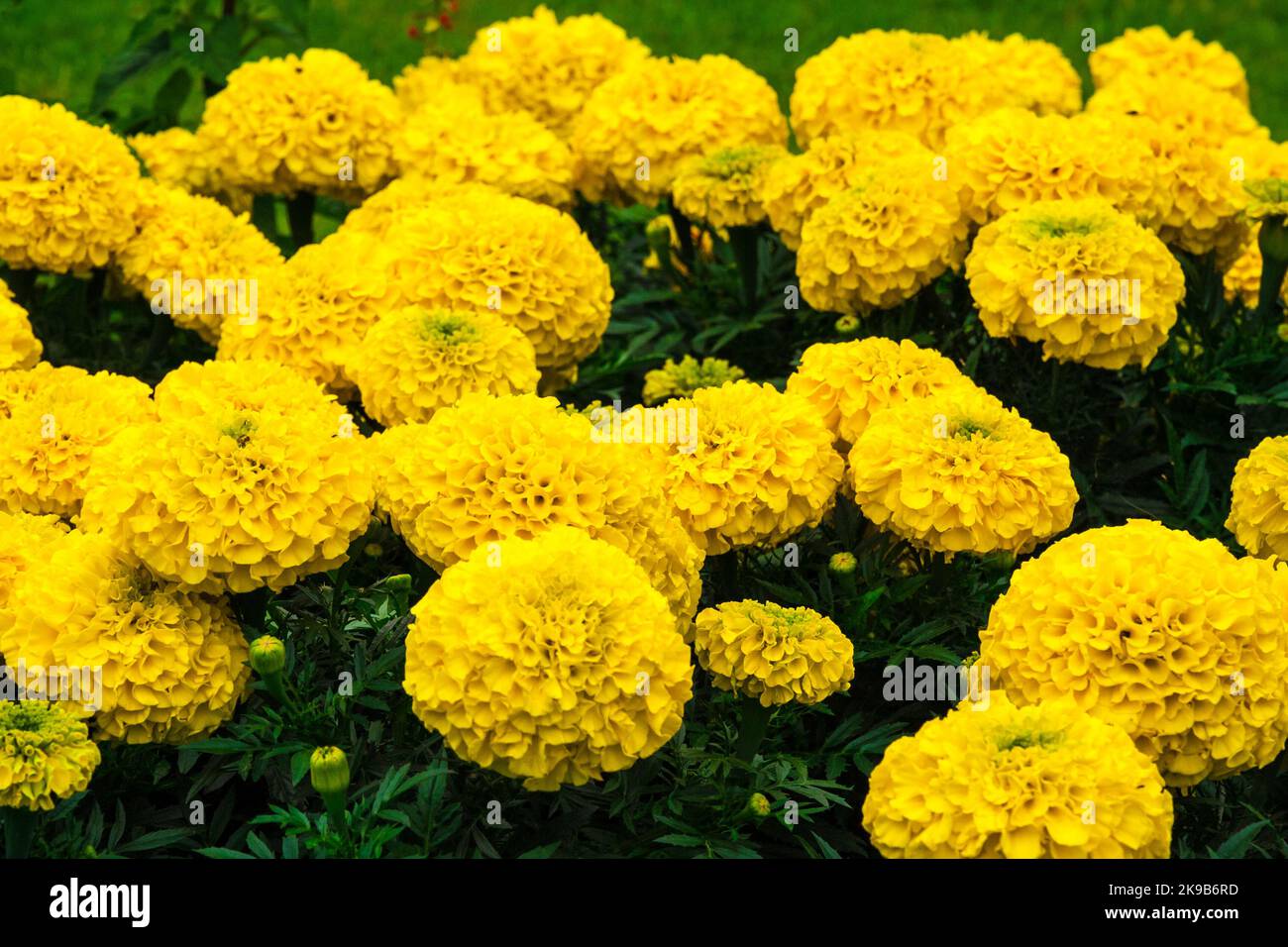 Lovely close-up view of yellow Aztec marigold (Tagetes erecta) flowers ...