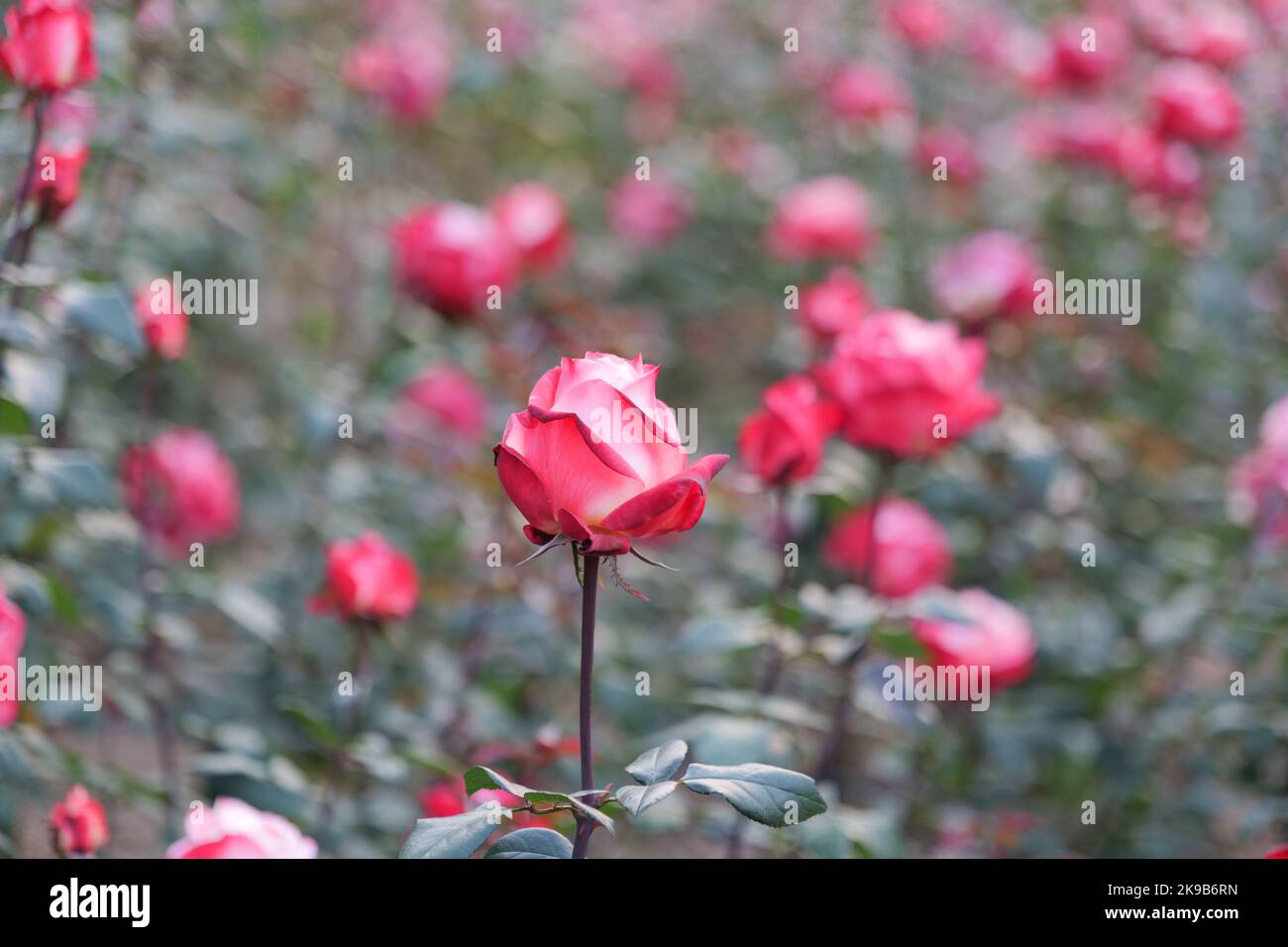 rose garden autumn roses Stock Photo - Alamy