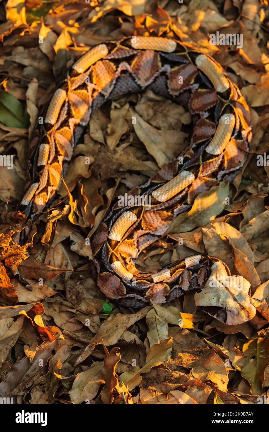 Gaboon Adder (Bitis gabonica) camouflaged amongst forest leaf litter ...