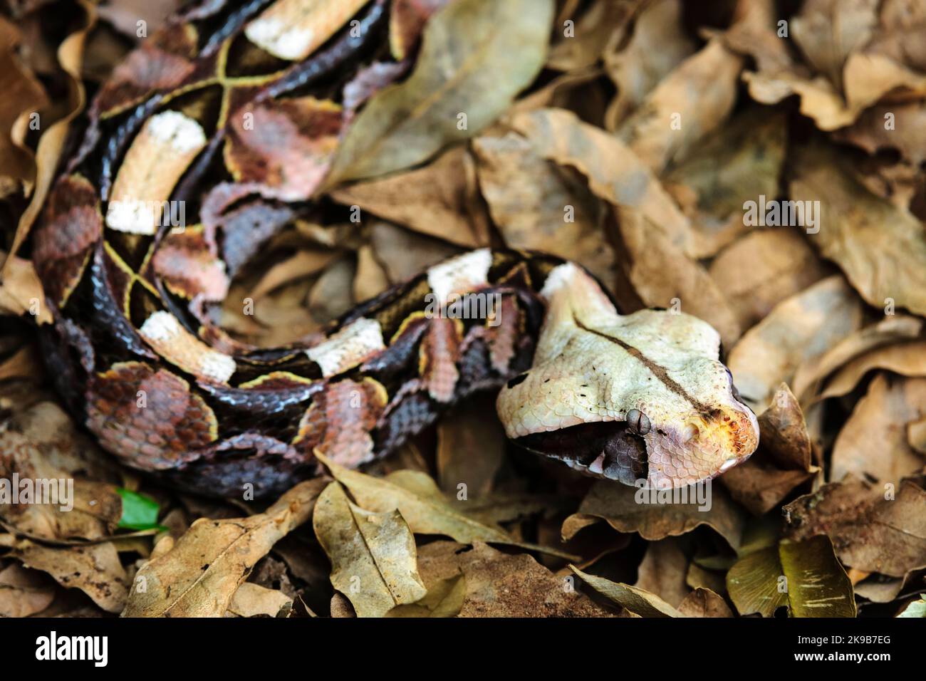 Gaboon Adder (Bitis gabonica) camouflaged amongst forest leaf litter ...